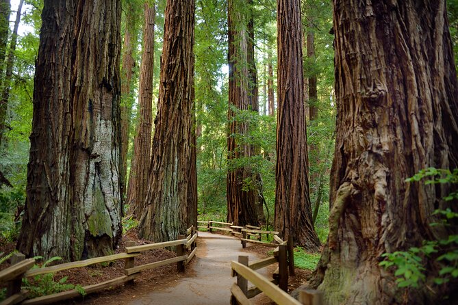San Francisco: Full Day Coastal Redwoods & Wine Country Tour - The Sum Up