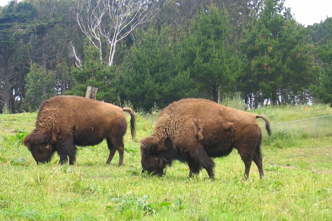 San Francisco Golden Gate Park Tour - Practical Details and Why They Matter