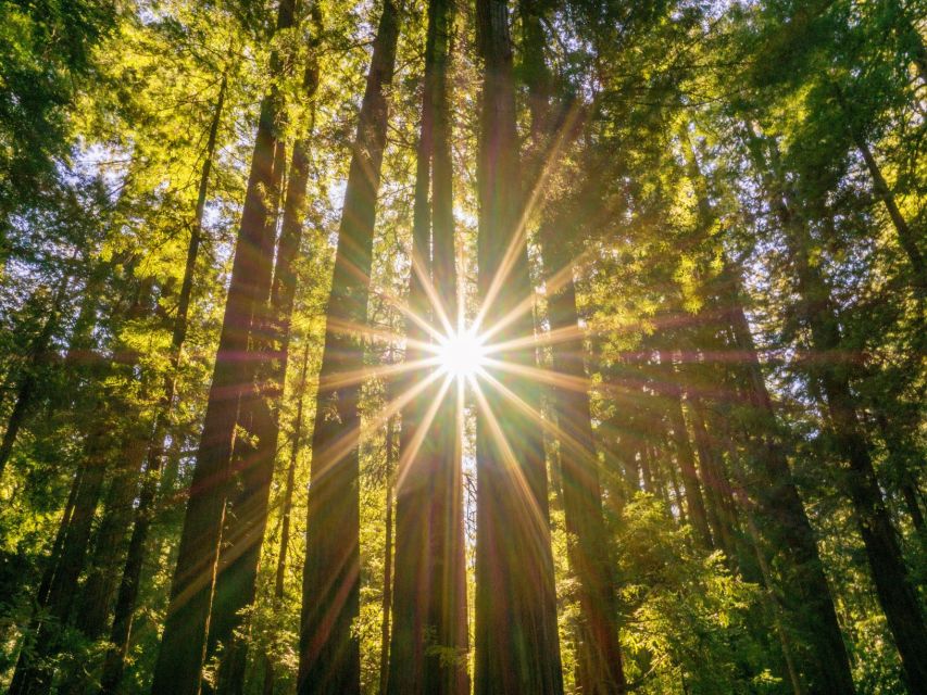 San Francisco: Muir Woods and Sausalito Experience - An In-Depth Look at the Tour Experience