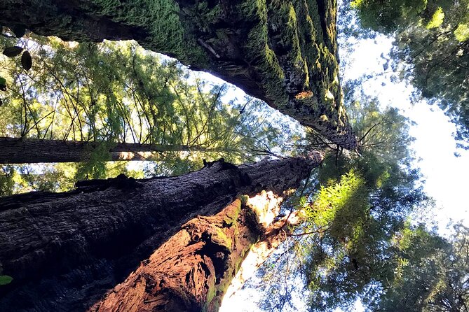 San Francisco & Muir Woods Full Day Small Group Private Tour - FAQ