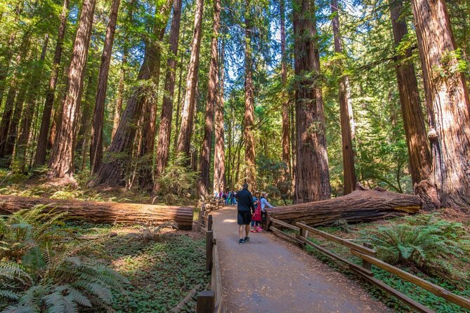 San Francisco, Muir Woods, Sausalito, Optional Alcatraz Tour - Transportation, Group Size, and Timing