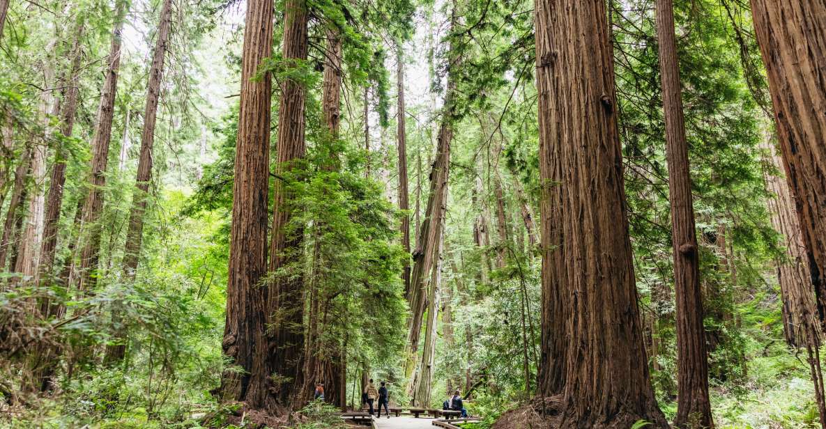 San Francisco: Muir Woods & Sausalito Tour with Ferry Option - Key Points