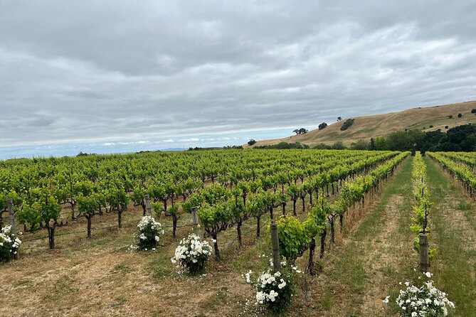 San Francisco: Napa & Sonoma Wine Tour & 24hr Hop-on Hop-off Tour - Authentic Experiences and Real Feedback
