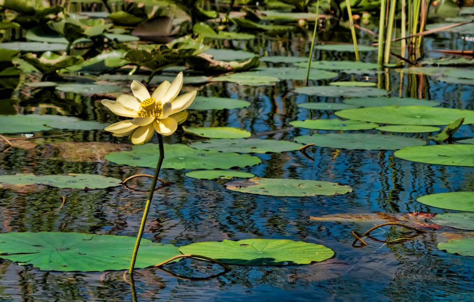 Sawgrass Park: Private 1-Hour Airboat Adventure Tour - The Itinerary and Experience