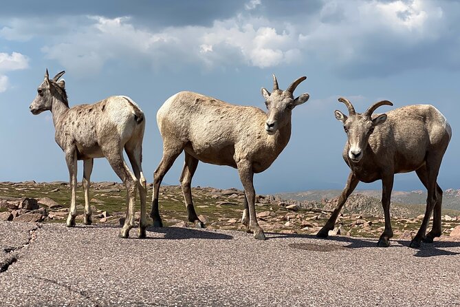 Scenic Tour of the Pikes Peak Highway - The Sum Up