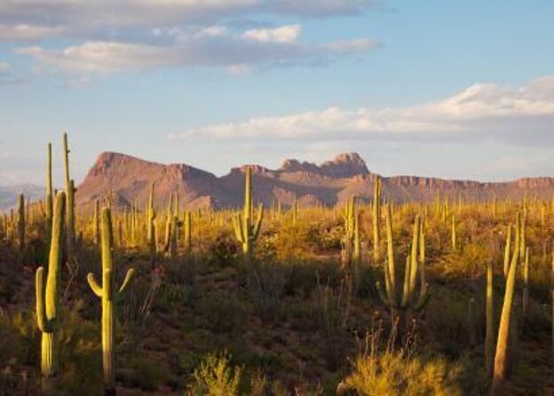 Scottsdale Desert Classic Guided Hiking Adventure - Key Points