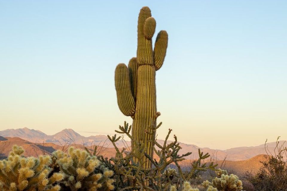 Scottsdale: McDowell Sonoran Preserve Hiking Tour - Who Should Consider This Tour?
