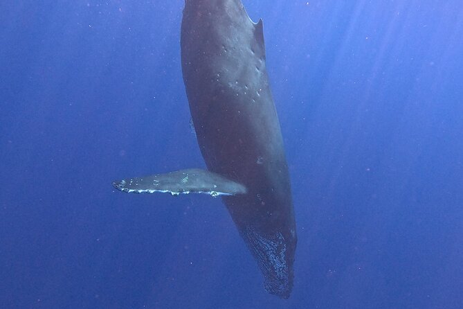 Seasonal Small-Group Humpback Whale Watching in Kona - Who Will Love This Tour?