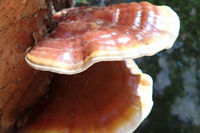 Sedona Creekside of Cathedral Rock Hike With a Private Guide - What to Expect on Your Creekside of Cathedral Rock Hike