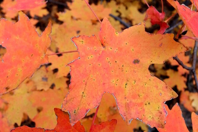 Sedona Creekside of Cathedral Rock Hike With a Private Guide - The Value and Why It’s Worth It