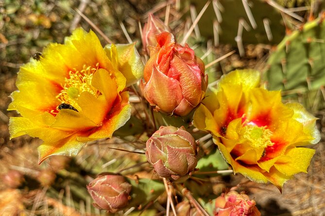 Sedona Sacred Canyons Loop Hike With a Private Guide - What to Expect from Your Private Sedona Canyon Adventure