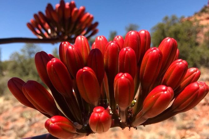 Sedona Sneak-a-Peak Hike With a Private Guide - Who Is This Tour Best For?