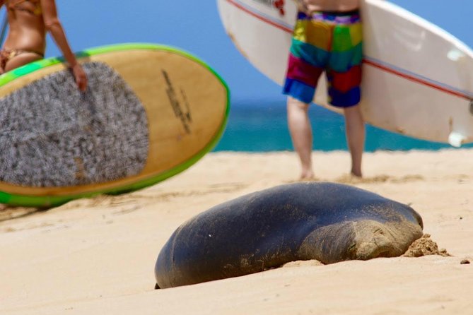 Semi-Private Surf Lesson - Why This Tour Offers Great Value