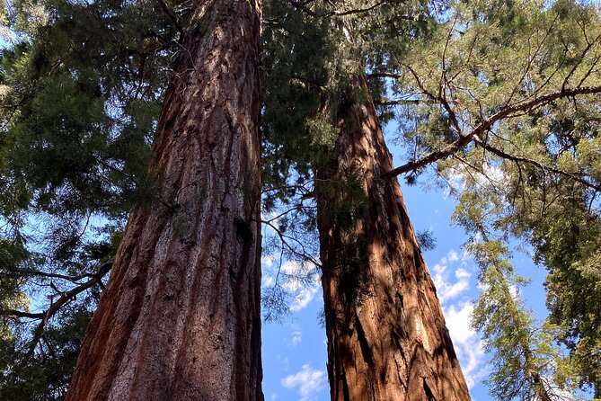 Semi Private Tour to Sequoia National Park with Lunch - Authentic Experiences and Reviews