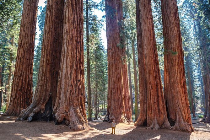 Sequoia Full Day Private Tour and Hike - Key Points: