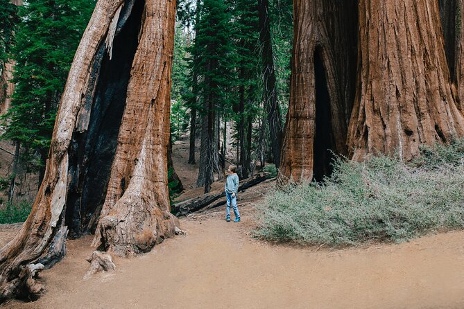 Sequoia Full Day Private Tour and Hike - The Value of Guided, Private Exploration