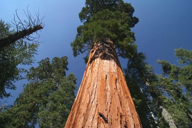 Sequoia National Park Adventure from Tulare - Detailed Breakdown of the Itinerary
