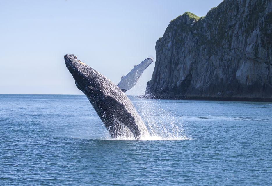 Seward: Kenai Fjords National Park Catamaran Cruise w/Lunch