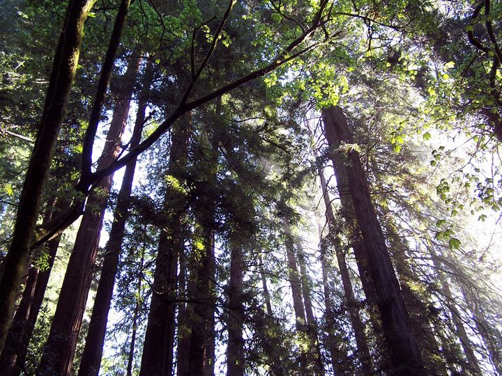 SF: Guided Muir Woods Tour & Hop-On Hop-Off Tour (Save 15%) - Key Points