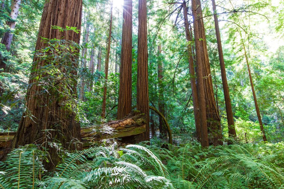 SF: Muir Woods, Sausalito, Golden Gate Bridge Private Tour - The Experience: A Well-Balanced Mix of Nature, Culture, and Views