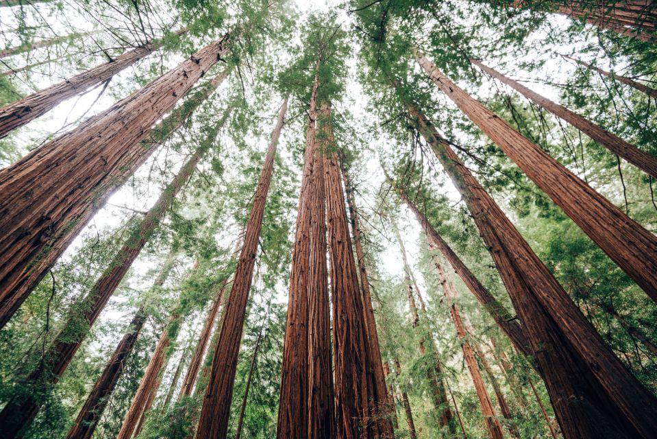 SF: Muir Woods, Sausalito, Golden Gate Bridge Private Tour - Who Will Love This Tour?