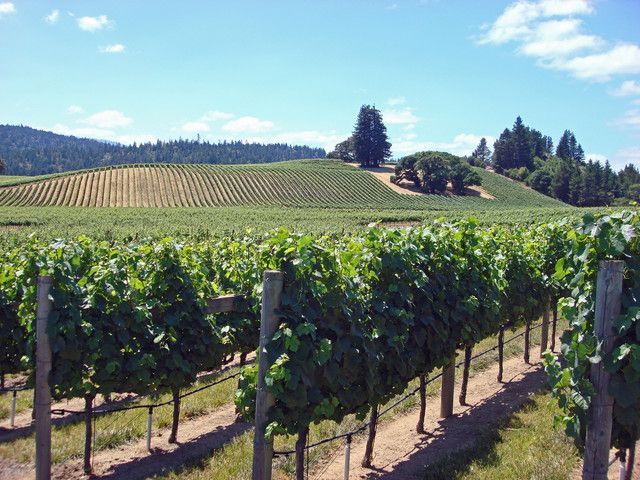 SF: Napa & Sonoma Wine Tour & Hop-on Hop-off Tour (Save 15%) - What to Expect from the Tour