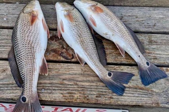 Shared Deep Sea Fishing Trip from Destin - Practical Tips for Booking and Preparing