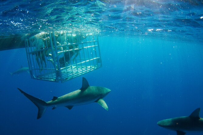 Shark Cage Diving On "The World Famous North Shore of Oahu", Hawaii - The Value and Practical Aspects of This Tour