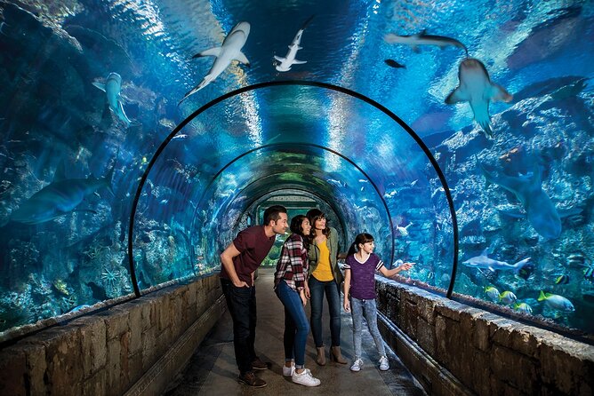 Shark Reef at Mandalay Bay Hotel and Casino - The Experience for Different Types of Travelers