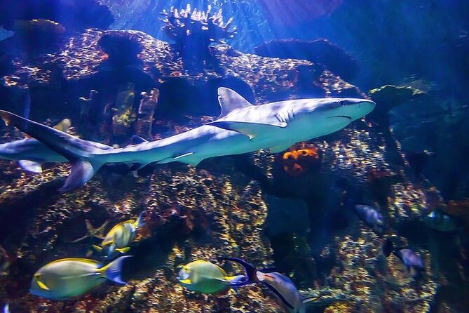 Shark Reef at Mandalay Bay Hotel and Casino - Practical Tips for Visiting