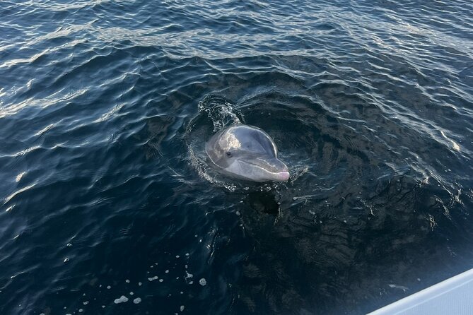 Shell Island Dolphin Sightseeing Boat Tour in Panama City Beach - Who Will Love This Tour?