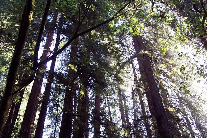 Shore Excursion: Guided Tour to Muir Woods with Roundtrip Journey - An In-Depth Look at the Tour Experience