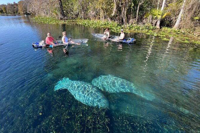 Silver Springs: Clear Kayak Wildlife Adventure