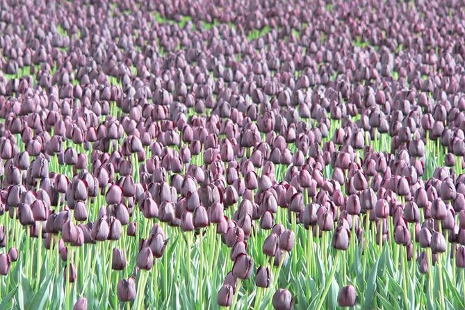 Skagit Valley Tulip Festival Day Tour from Seattle - What To Expect and Practical Tips