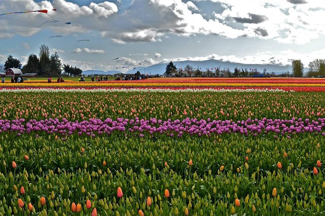 Skagit Valley Tulip Festival Day Tour from Seattle - FAQs