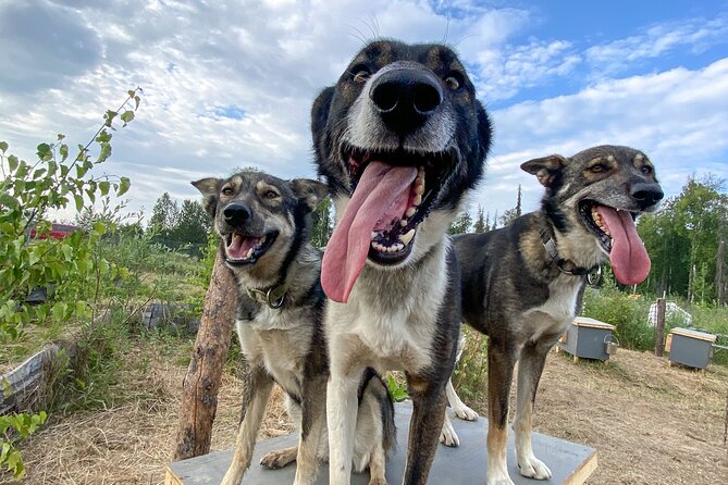 Sled Dog Kennel Tour - Final Thoughts