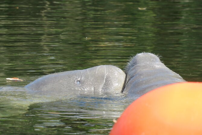 Small Group Manatee Discovery Kayak Tour near Orlando
