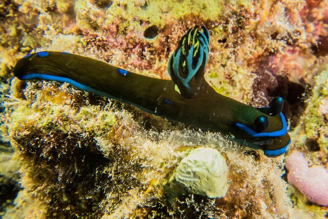 Small Group Shallow Reef Dive in Oahu - Who Will Love This Tour?