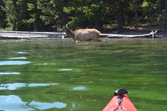 Small-Group Sunset Kayaking Tour on Lake Yellowstone - Who Should Consider This Tour?