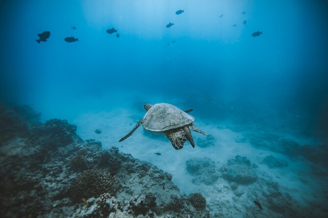 Small Group Turtle Canyon Snorkel in Waikiki - An In-Depth Look at the Turtle Canyon Snorkel Tour