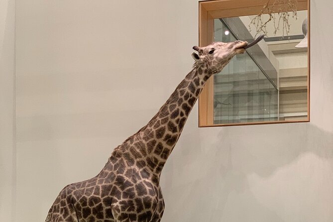 Smithsonian National Museum of Natural History with Guided Tour - Practical Tips for Your Visit