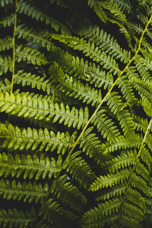 Snoqualmie, Twin Falls & Ancient Forest (Transport Included) - Who Will Love This Tour?