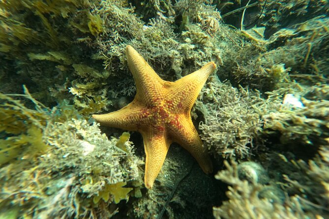 Snorkel San Diego's Mission Bay with a Marine Biologist - What to Expect from This Snorkeling Tour