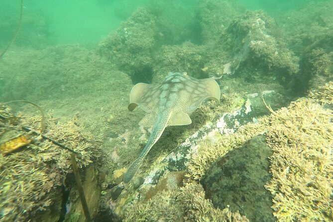 Snorkel San Diego's Mission Bay with a Marine Biologist - Who Will Love This Experience?
