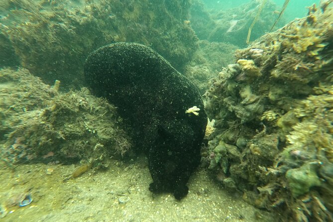 Snorkel San Diego's Mission Bay with a Marine Biologist - FAQs
