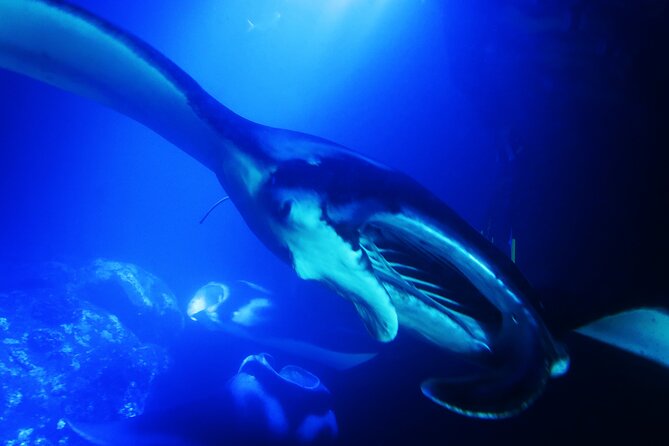 Snorkel With Giant Manta Rays In Kailua Kona - Final Thoughts