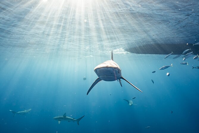 Snorkel with sharks on the North Shore of Oahu - FAQs