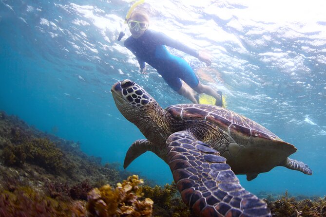 Snorkel with Turtles - Snorkel with Turtles in Oahu: A Clear Winner for Authentic Marine Encounters