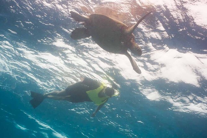 Snorkel with Turtles - Key Points
