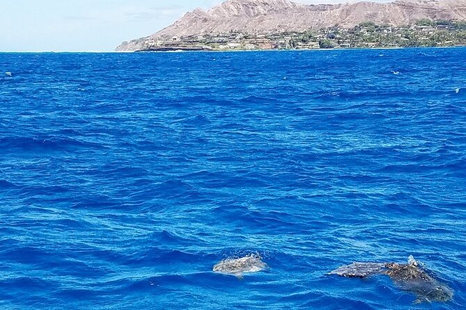 Snorkel with Turtles - Who Should Book This Tour?